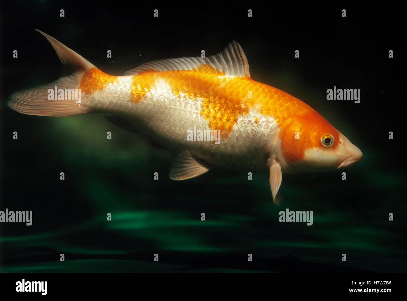 Carp (Carassius sp) swimming underwater Stock Photo - Alamy