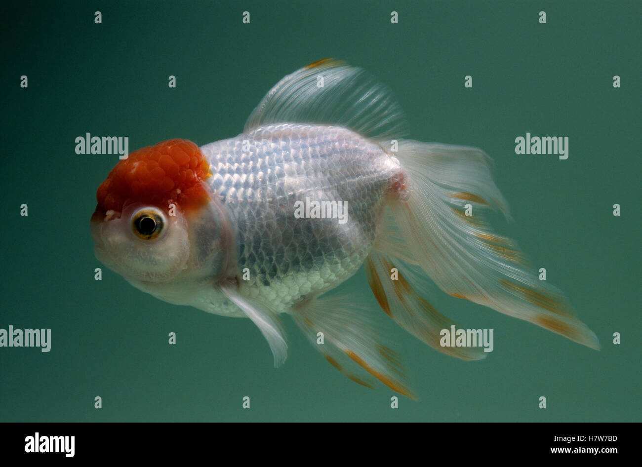 Goldfish (Carassius auratus) swimming in aquarium Stock Photo - Alamy