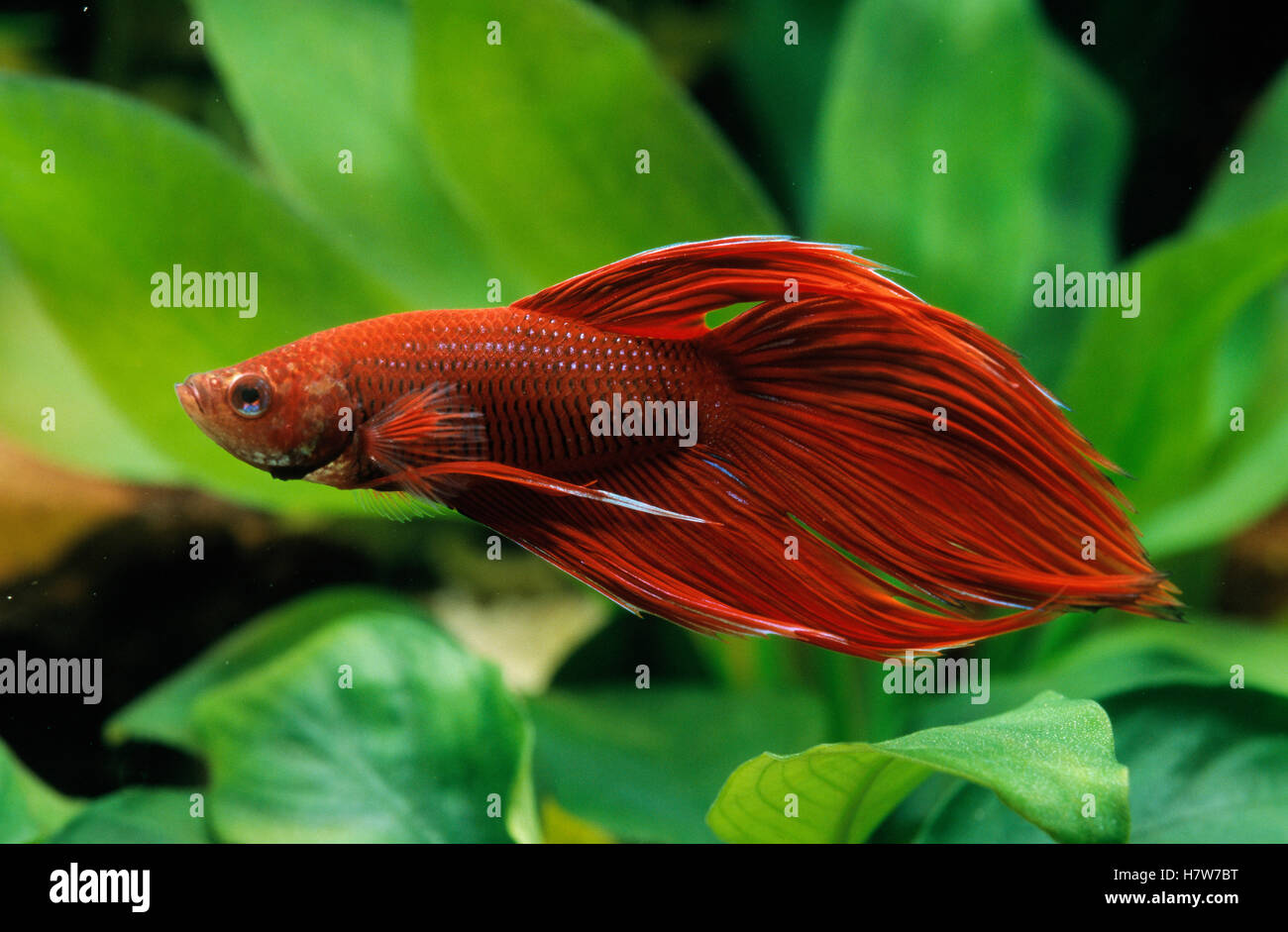 Siamese Fighting Fish (Betta splendens) swimming in aquarium Stock ...