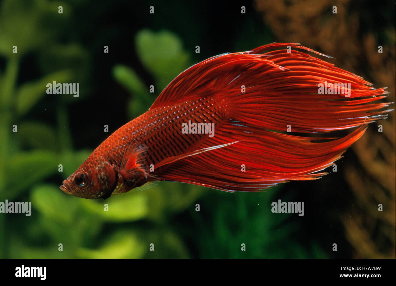 Siamese Fighting Fish (Betta splendens) swimming in aquarium Stock ...