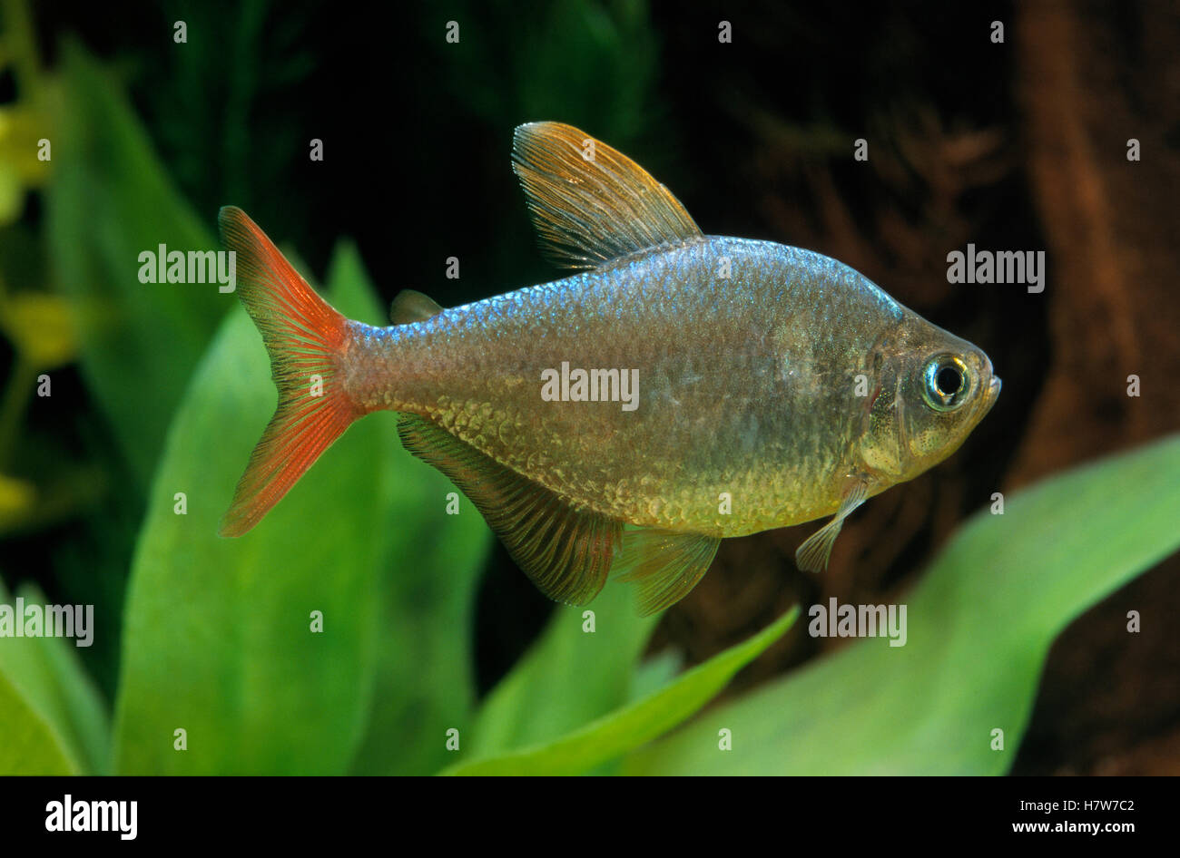 Tetra (Moenkhausia sp) freshwater aquarium fish Stock Photo - Alamy