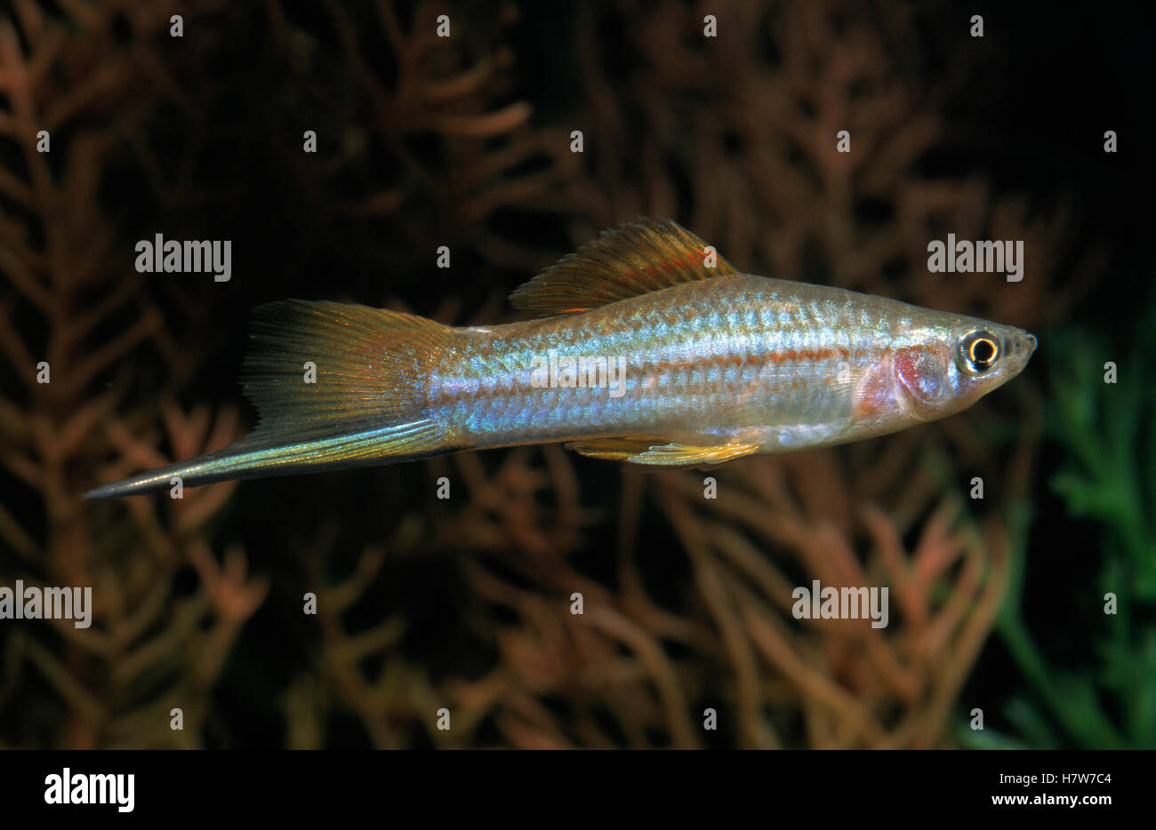 Swordtail (Xiphophorus helleri) swimming in aquarium Stock Photo - Alamy