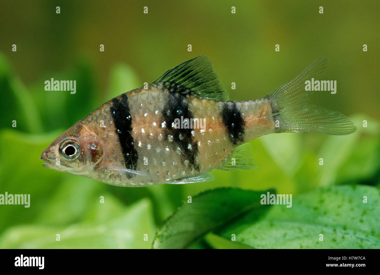 Black Ruby Barb (Barbus nigrofasciatus) swimming in aquarium Stock ...