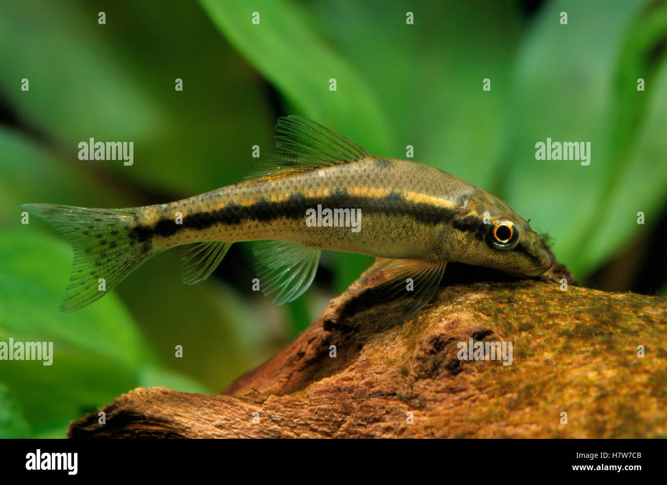 Algae Eater (Gyrinocheilus aynomieri) swimming in aquarium Stock Photo ...
