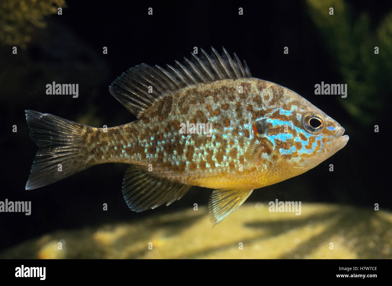 Pumpkinseed (Lepomis gibbosus) sunfish, a freshwater game fish ...