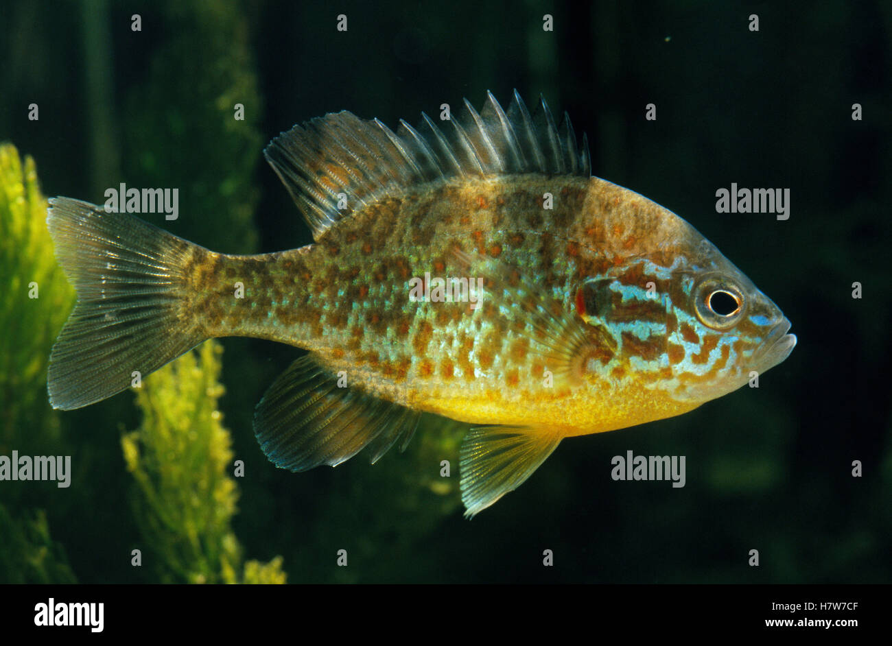 Pumpkinseed (Lepomis gibbosus) sunfish, a freshwater game fish ...