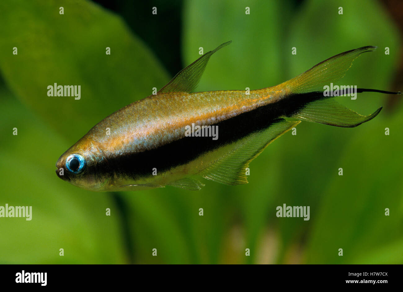 Emperor Tetra (Nematobrycon palmeri) swimming in aquarium Stock Photo ...