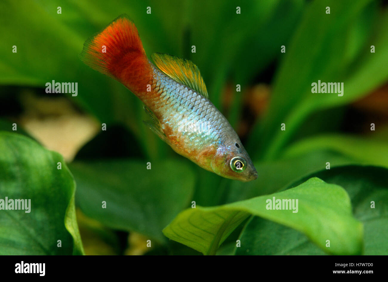 Swordtail (Xiphophorus variatus) swimming in aquarium Stock Photo - Alamy