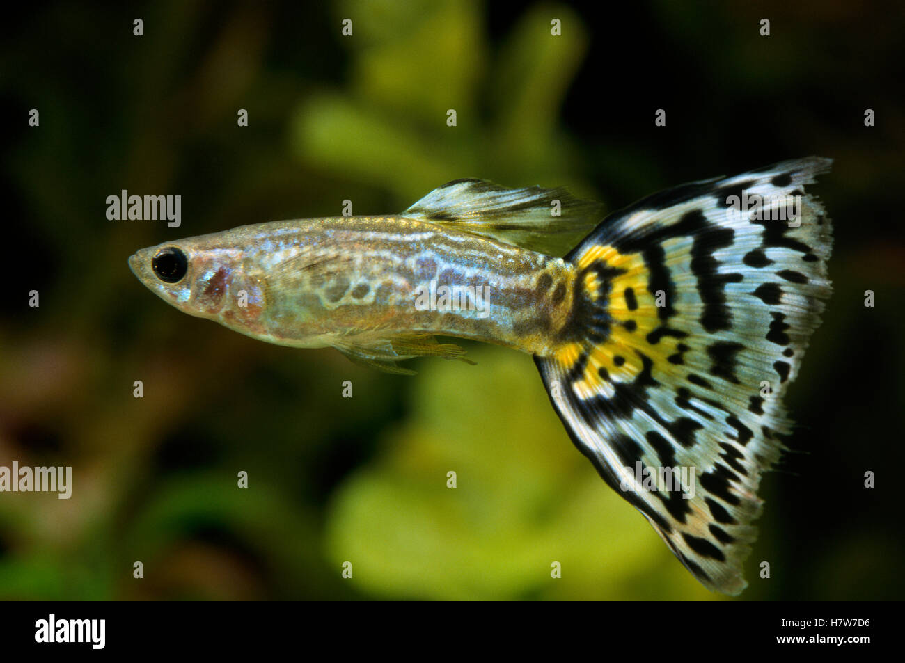 Guppy (Poecilia reticulata) swimming in aquarium Stock Photo - Alamy