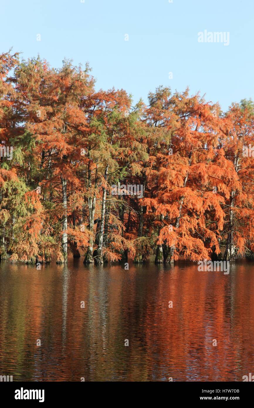 Bald cypress trees in autumn hi-res stock photography and images - Alamy