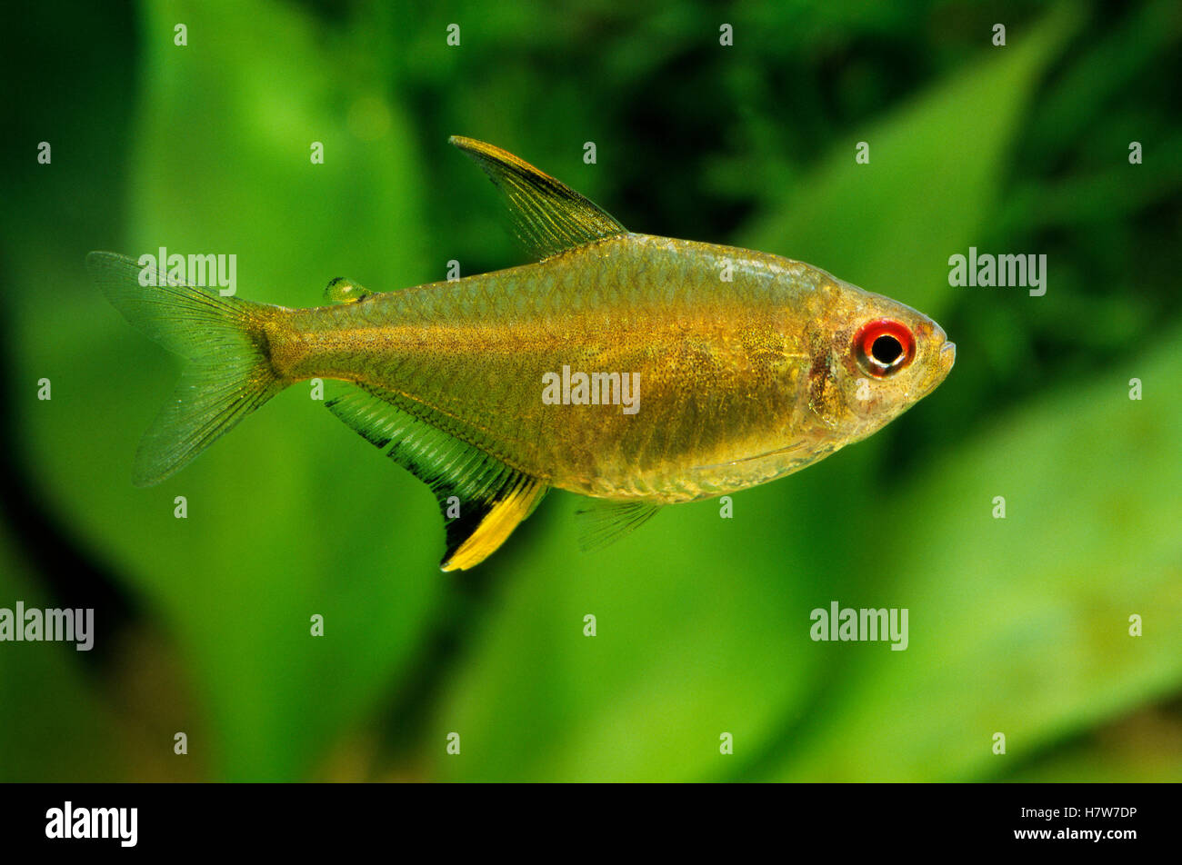 Lemon Tetra (Hyphessobrycon pulchripinnis) swimming in aquarium Stock ...