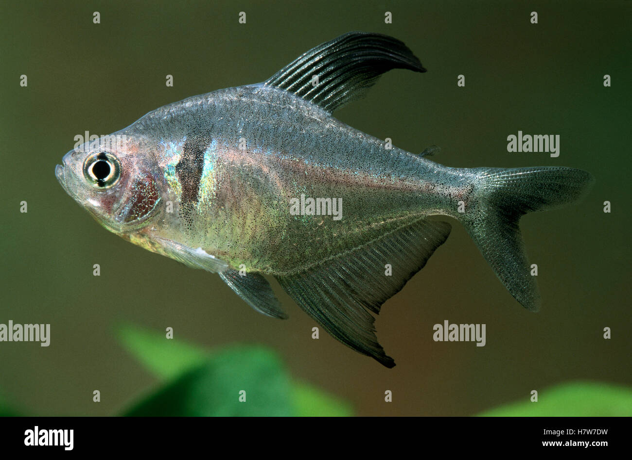 Black Phantom Tetra (Megalamphodus megalopterus) aquarium fish Stock ...