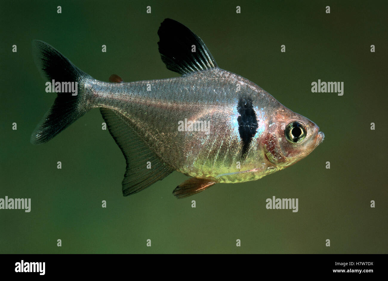 Black Phantom Tetra (Megalamphodus megalopterus) aquarium fish Stock ...