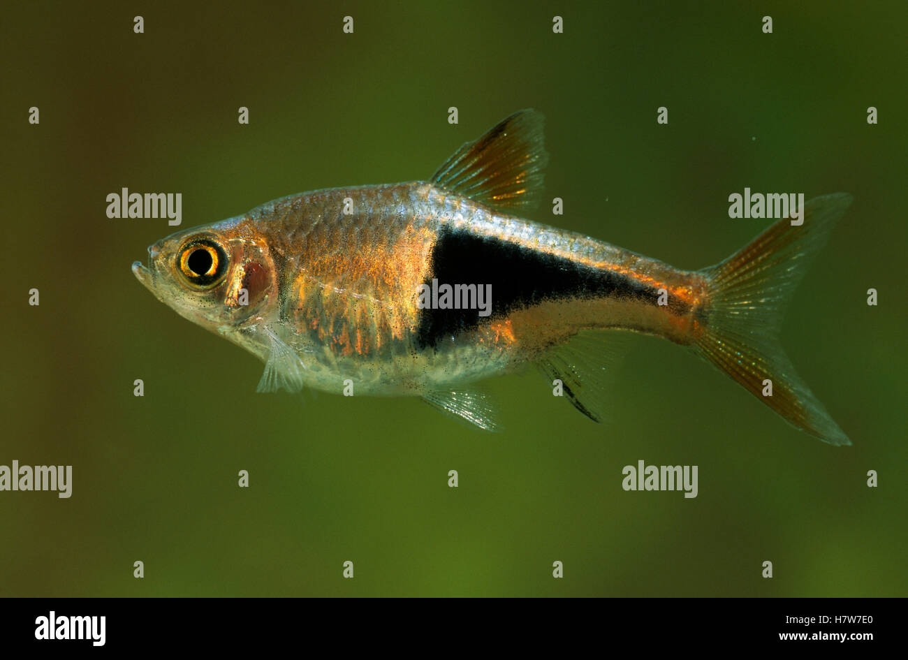 Harlequin Rasbora (Rasbora heteromorpha) swimming in aquarium Stock ...