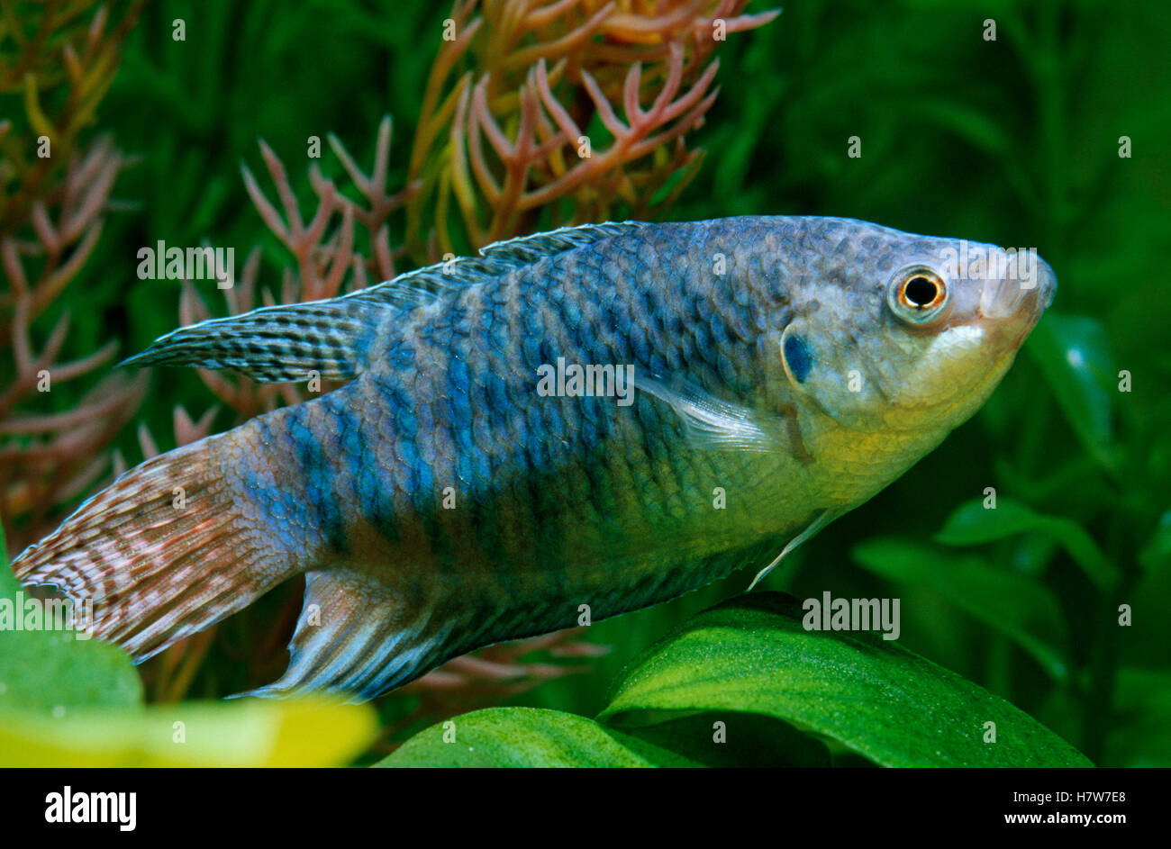 Paradise Fish (Macropodus opercularis) aquarium fish Stock Photo - Alamy