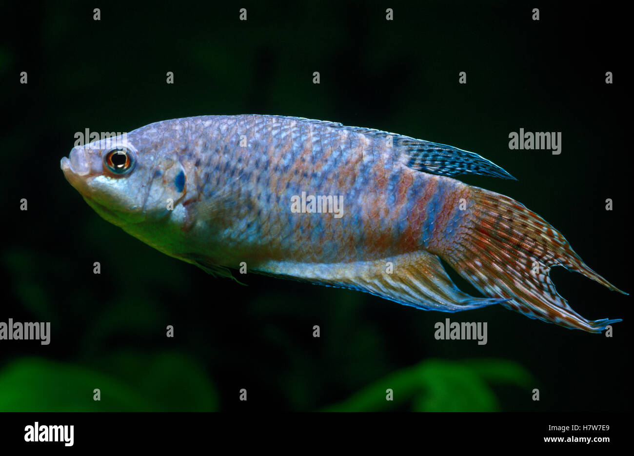Paradise Fish (Macropodus opercularis) aquarium fish Stock Photo - Alamy