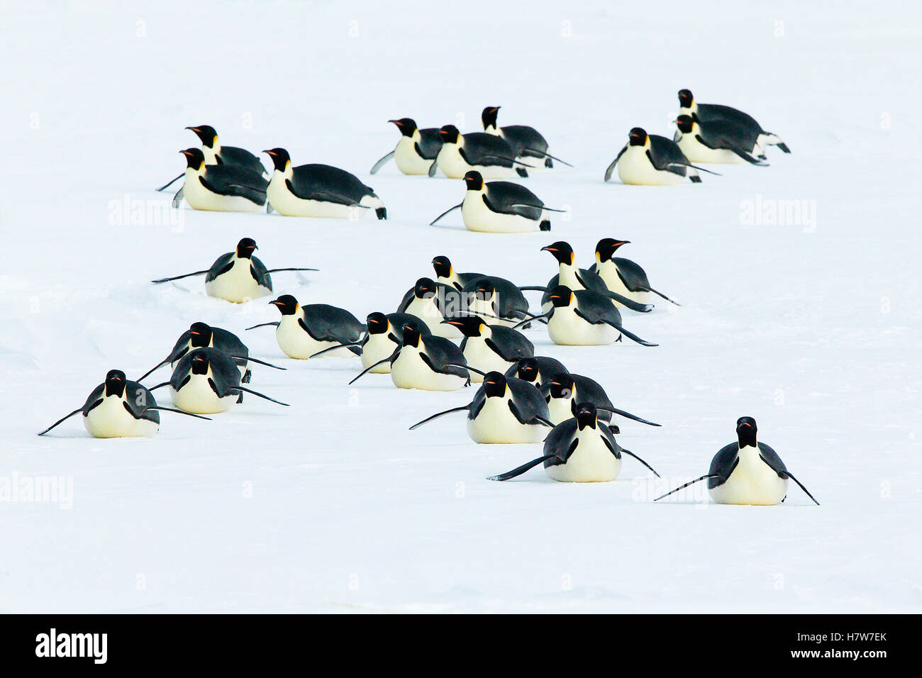 Emperor Penguin (Aptenodytes forsteri) group tobogganing, Coulman ...