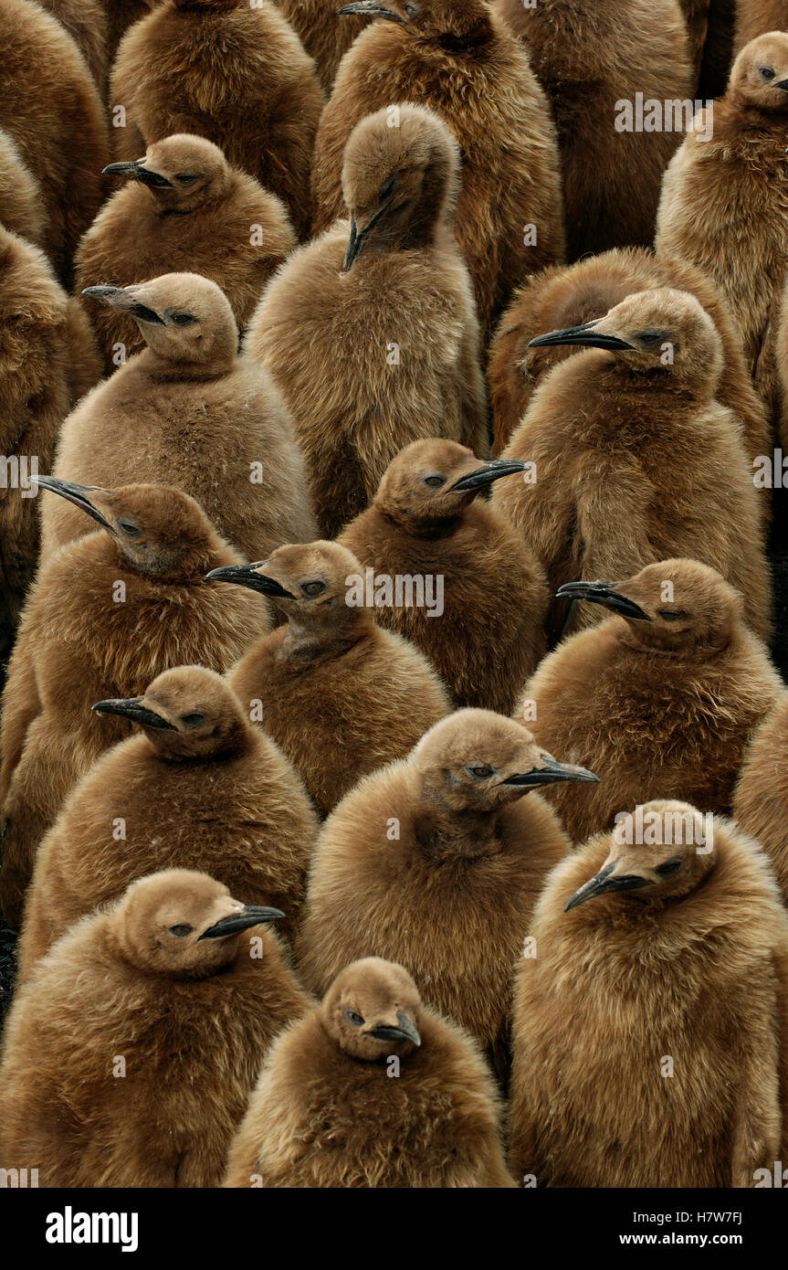 King Penguin (Aptenodytes patagonicus) chicks, Gold Harbor, South ...