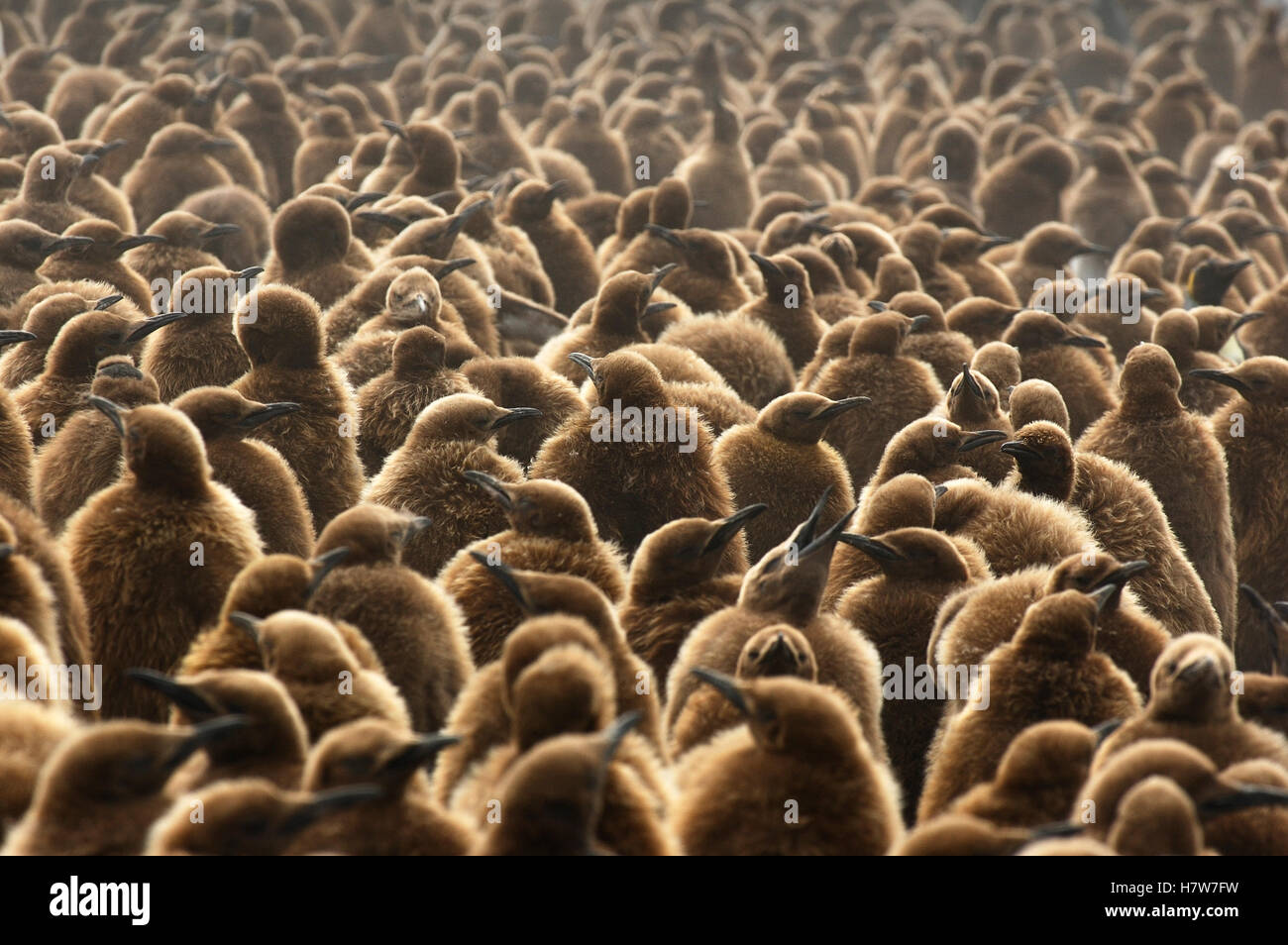 King Penguin (Aptenodytes patagonicus) mass of chicks, Gold Harbor ...