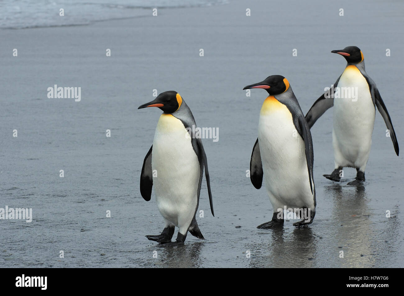 King Penguin (Aptenodytes patagonicus) trio walking on beach, Gold ...