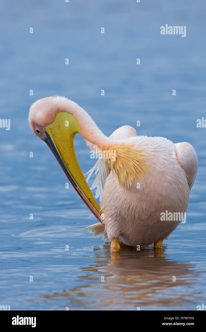 Great White Pelican (Pelecanus onocrotalus) preening, Lake Nakuru, Lake ...