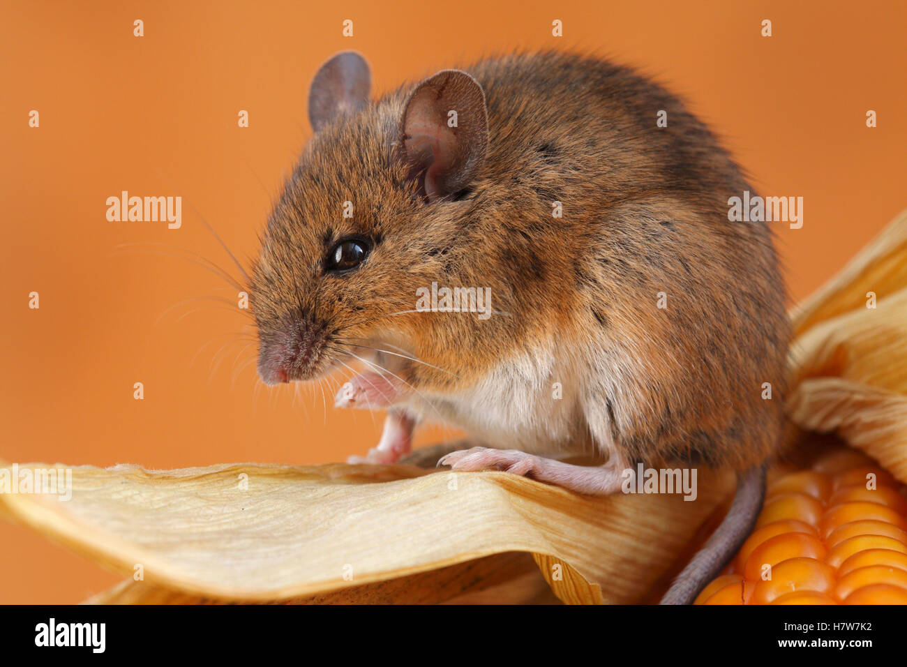 Wood Mouse (Apodemus sylvaticus) on Corn (Zea sp) cob, Hoogeloon ...