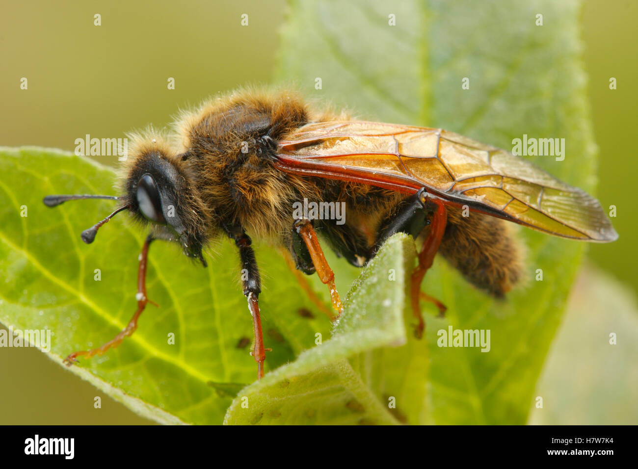 Orange Margined Sawfly (Trichiosoma laterale) on leaf, Hoogeloon ...