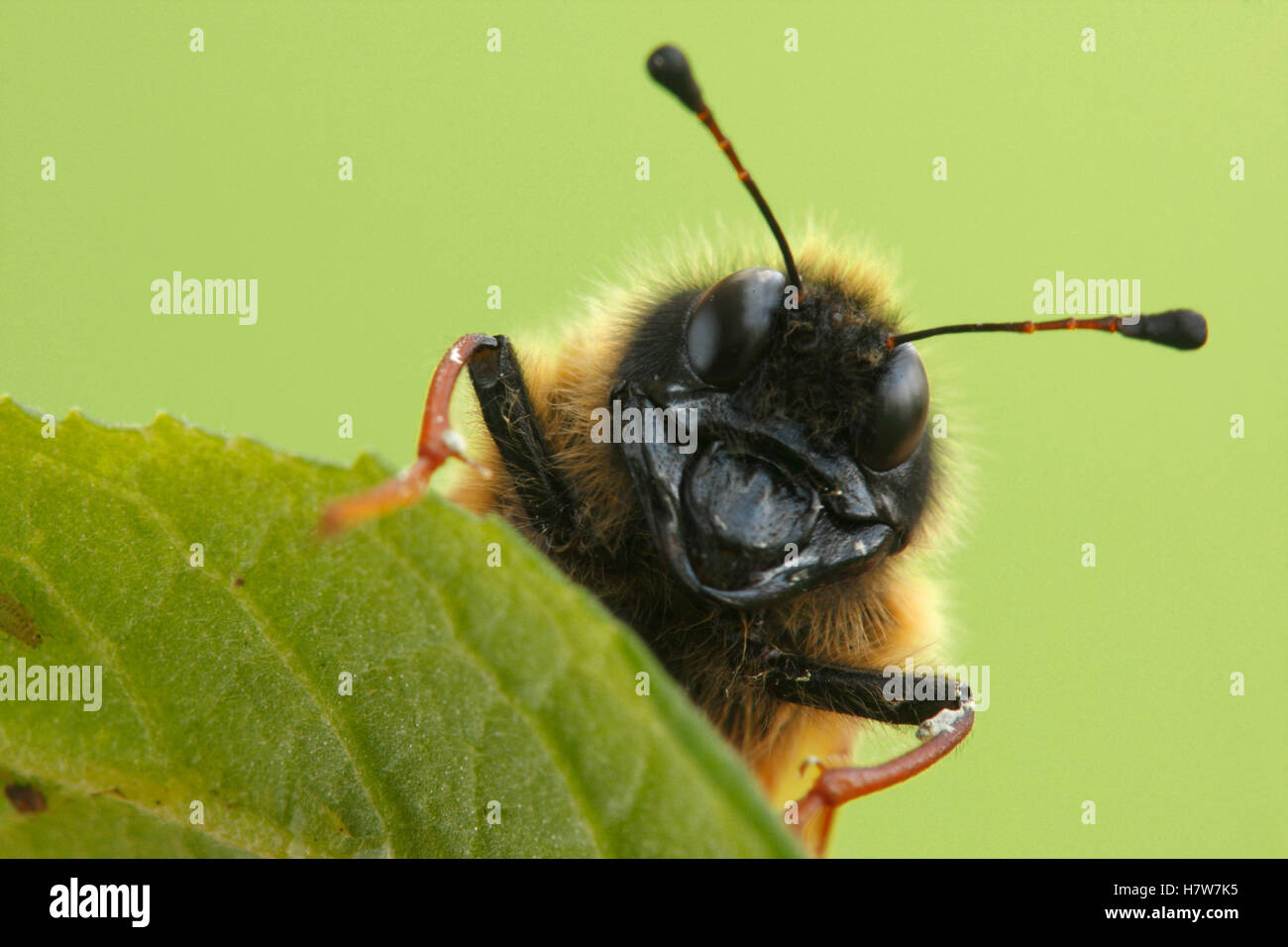 Orange Margined Sawfly (Trichiosoma laterale) portrait Stock Photo - Alamy