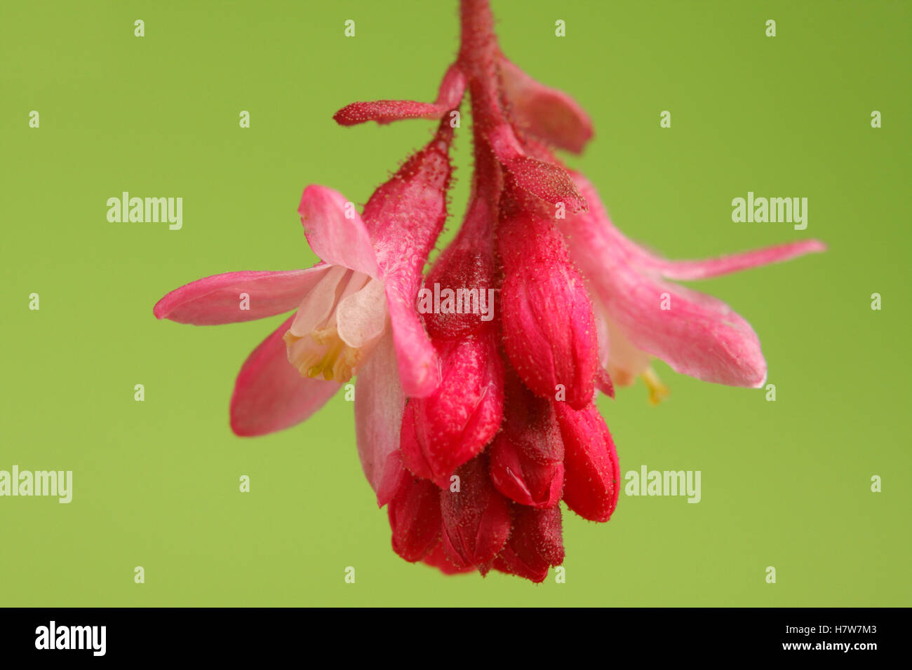 Redflower Currant (Ribes sanguineum) flowering, Hoogeloon, Netherlands ...