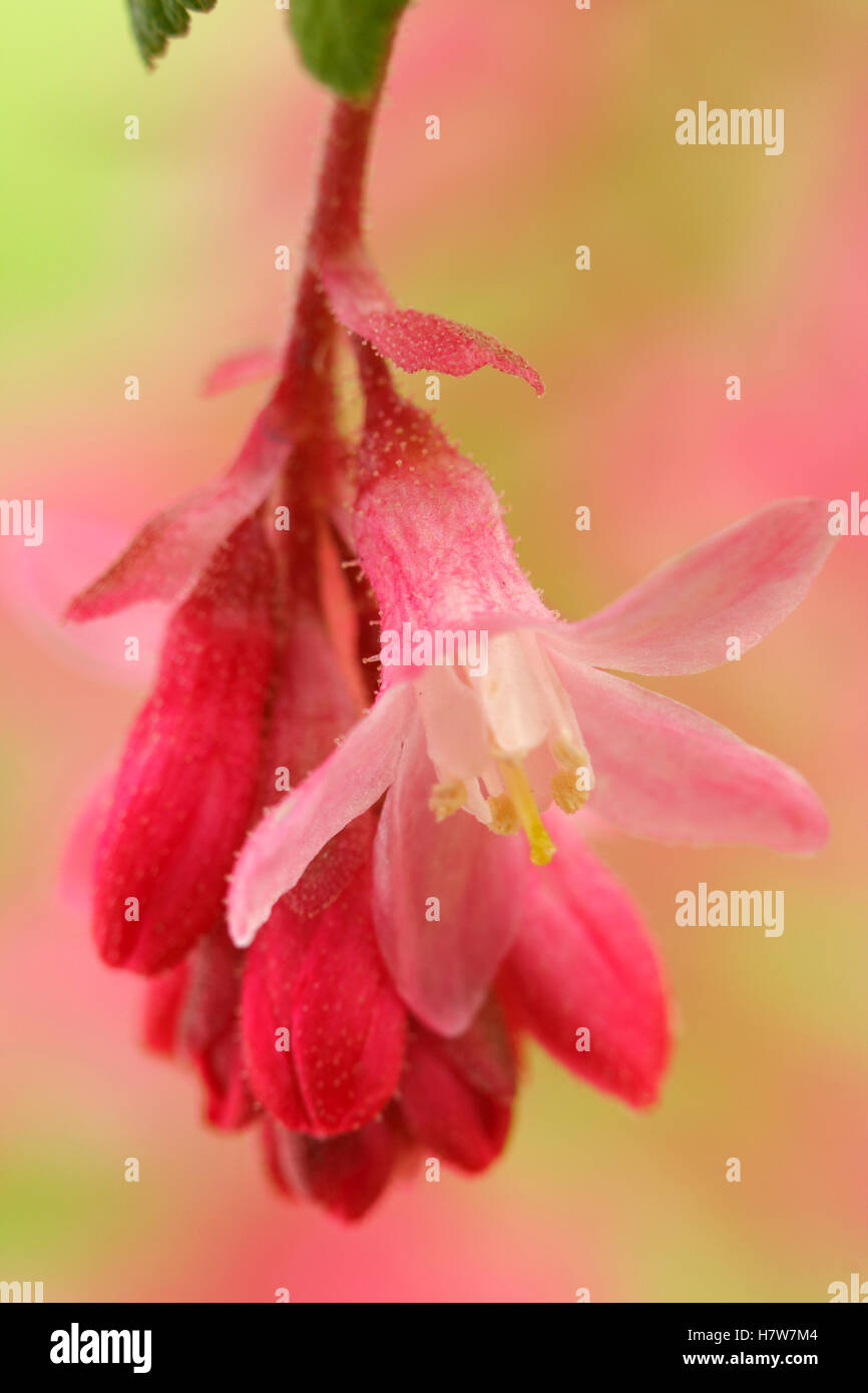 Redflower Currant (Ribes sanguineum) flowering, Hoogeloon, Netherlands ...