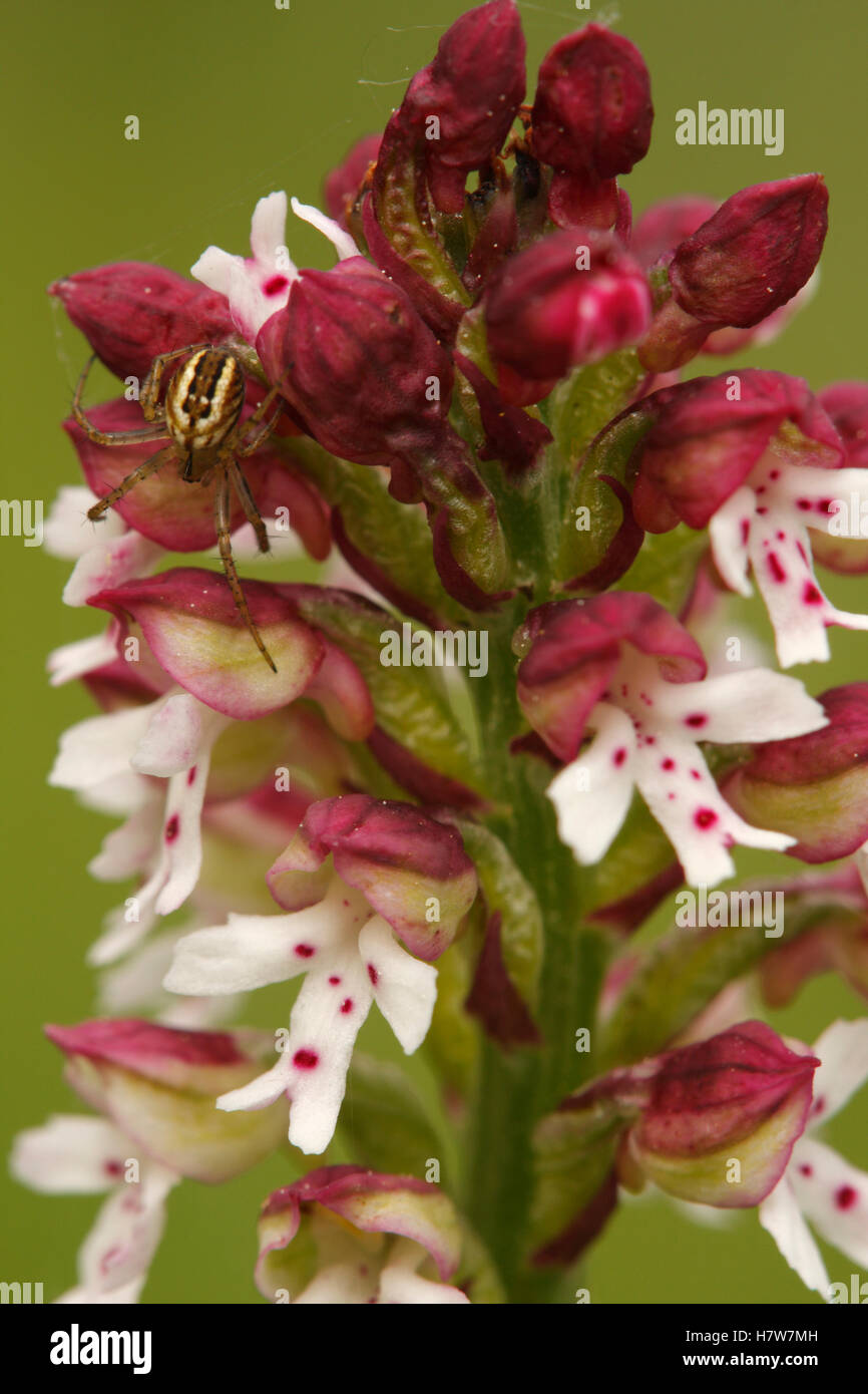 Burnt Orchid (Neotinea ustulata) flowers with spider, Saint-Jory-las ...