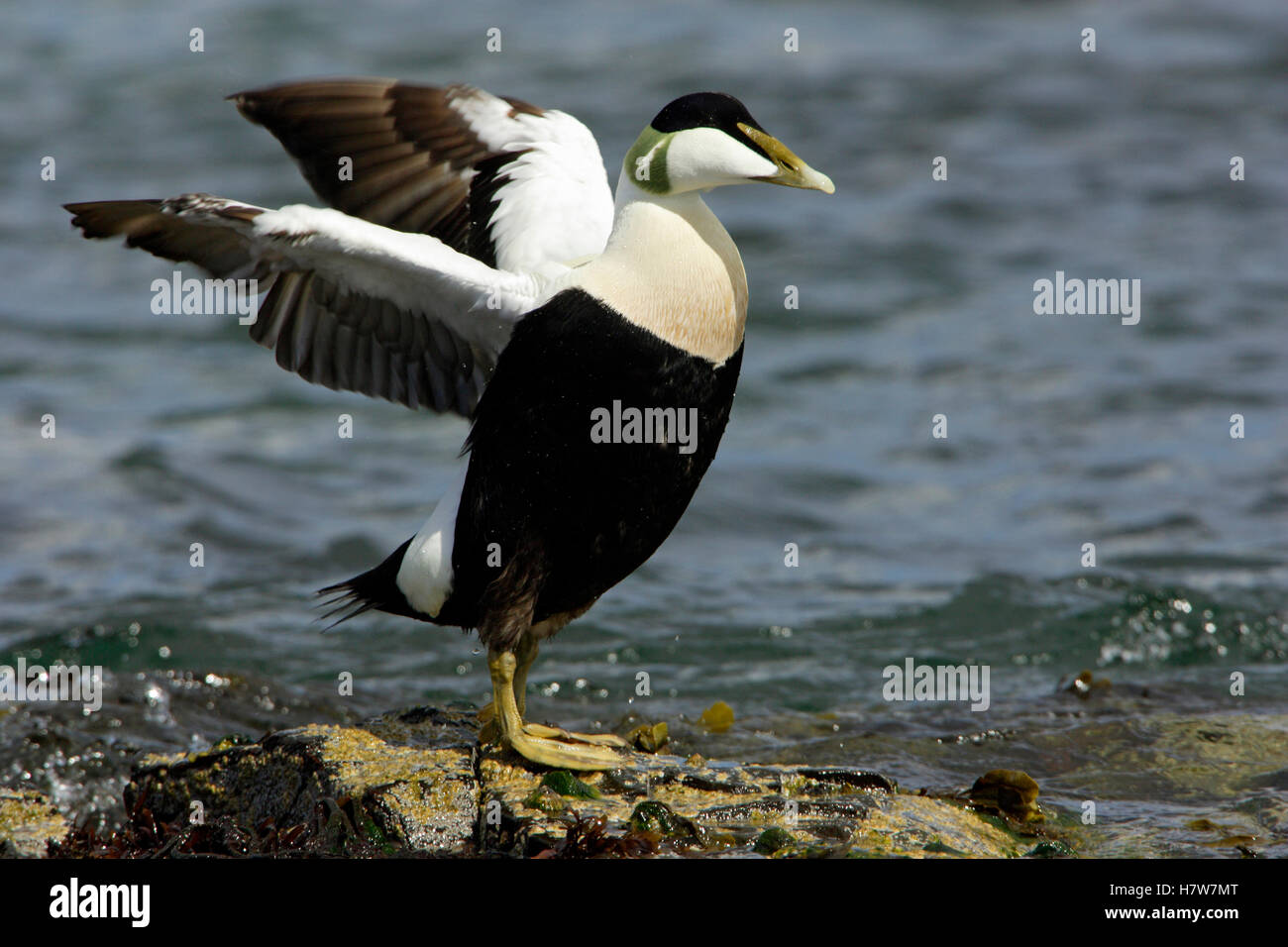Common Eider (Somateria mollissima) male flapping wings, Northumberland, England Stock Photo - Alamy