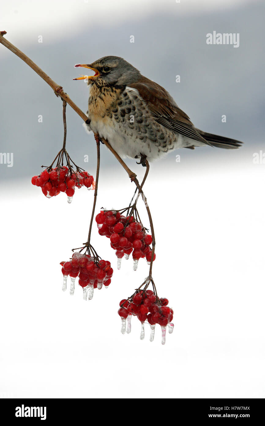 Fieldfare (Turdus pilaris) eating berries in garden, Germany Stock ...