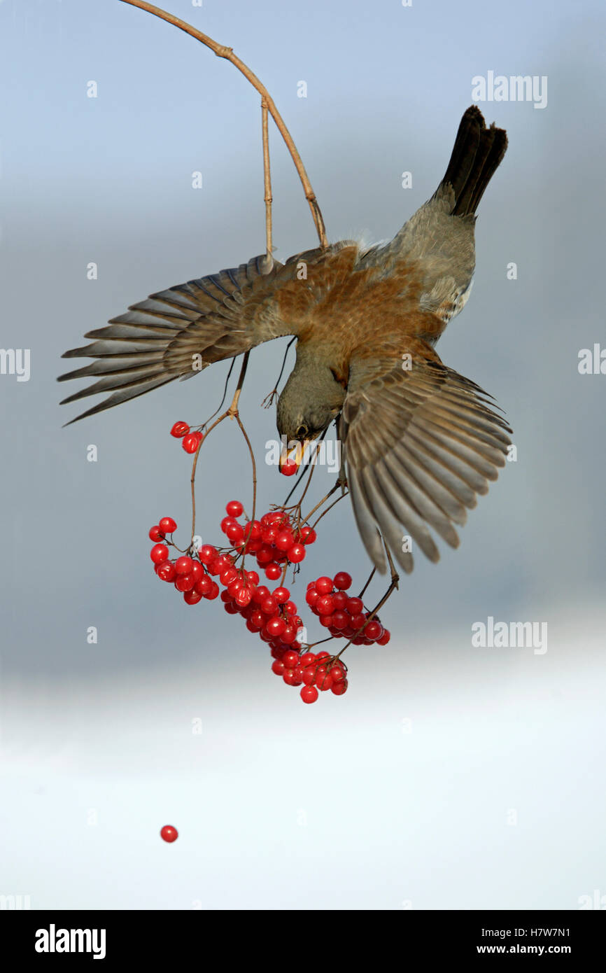 Fieldfare (Turdus pilaris) eating berries in garden, Germany Stock ...