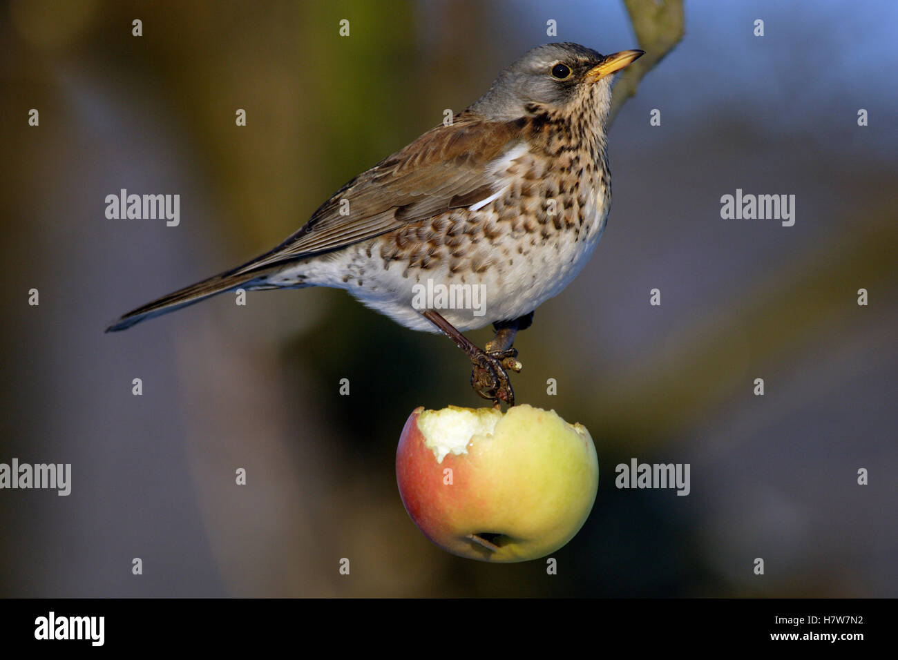 Fieldfare (Turdus pilaris) feeding on apple, Germany Stock Photo - Alamy