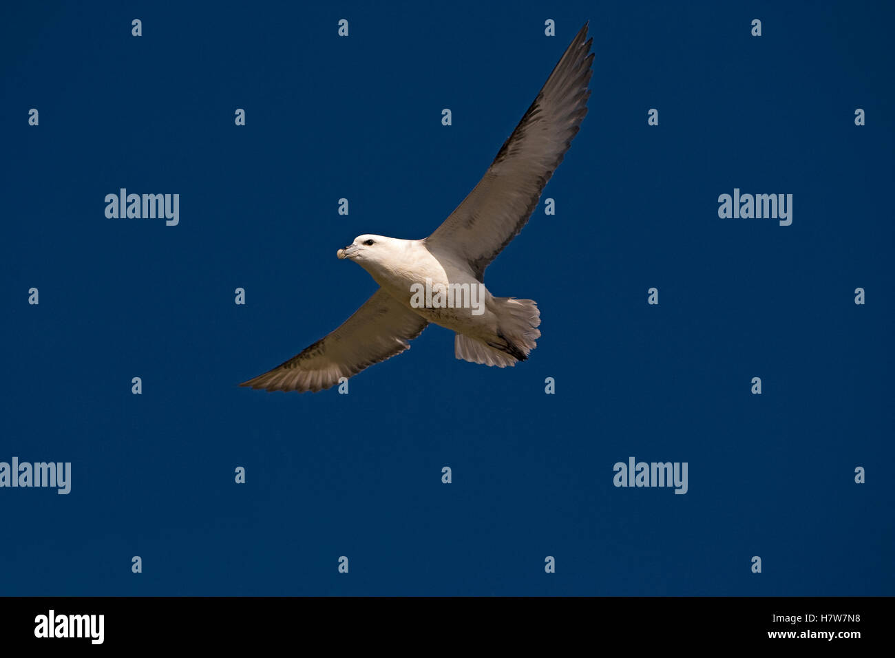 Northern Fulmar (Fulmarus glacialis) flying, Northumberland, England ...
