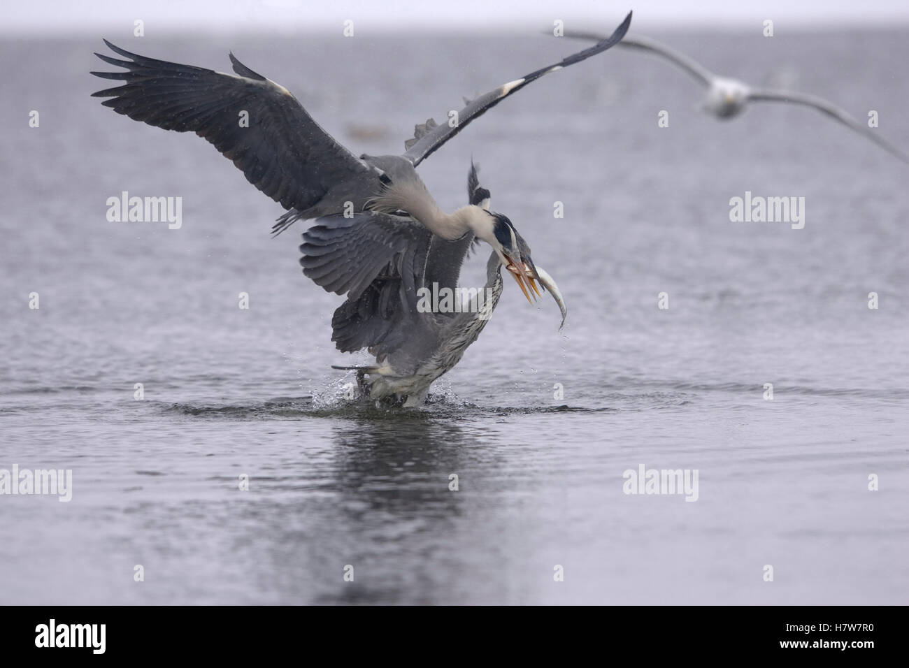Grey Heron (Ardea cinerea) pair fighting over fish Stock Photo - Alamy