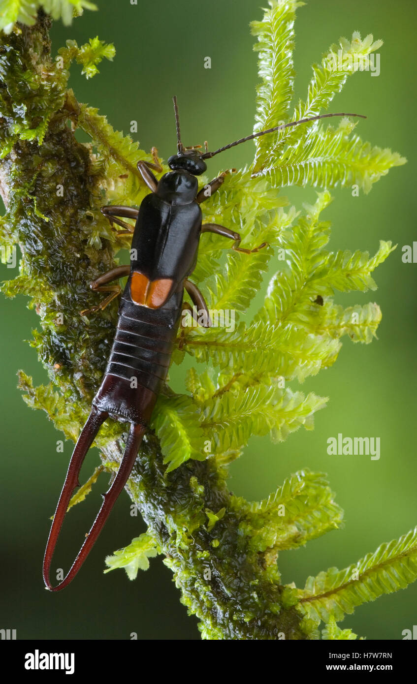 Little Earwig Spongiphor Sp On Mossy Branch Costa Rica Stock Photo