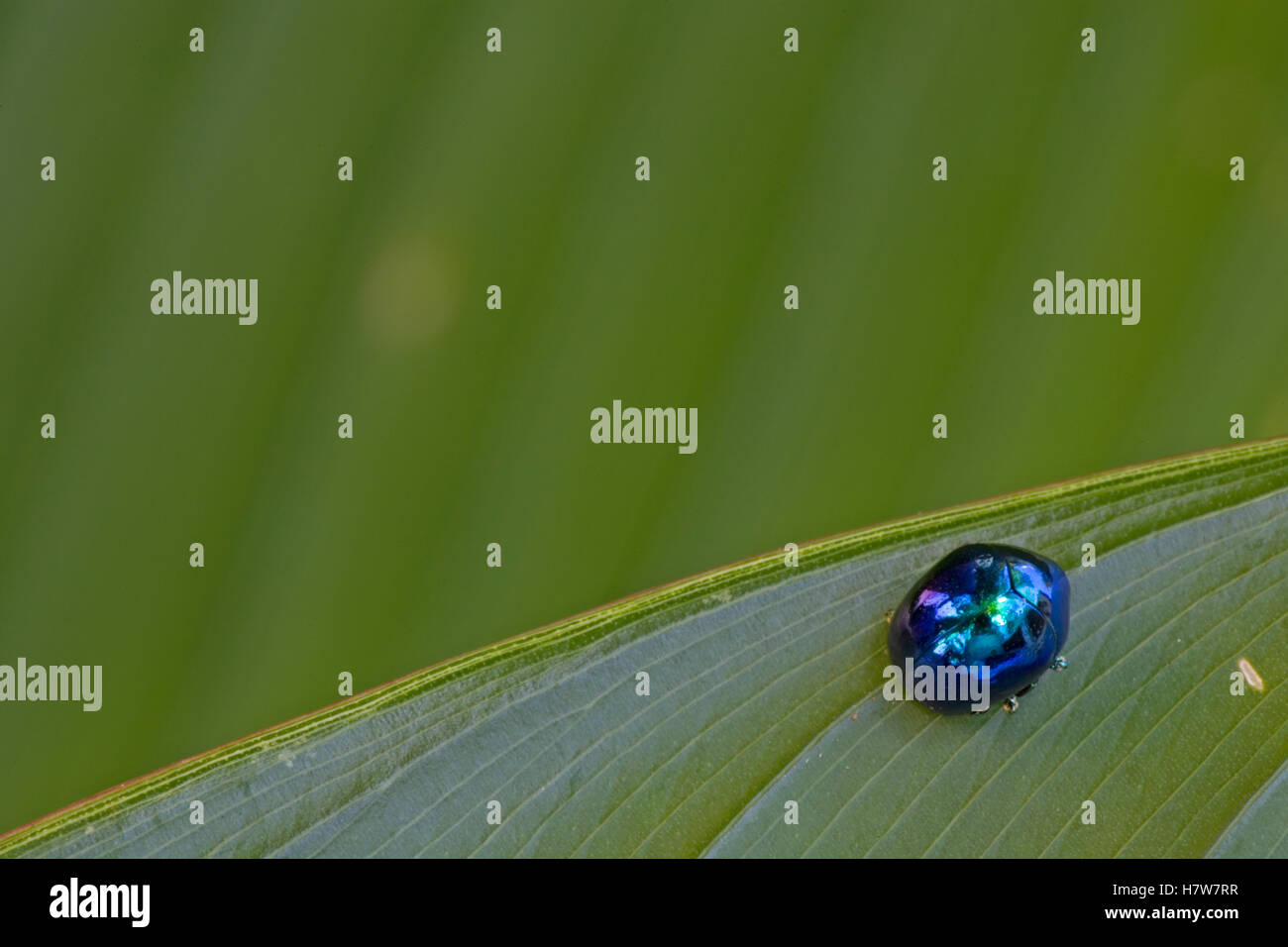 Leaf Beetle (Chrysomelidae) on leaf, Costa Rica Stock Photo - Alamy