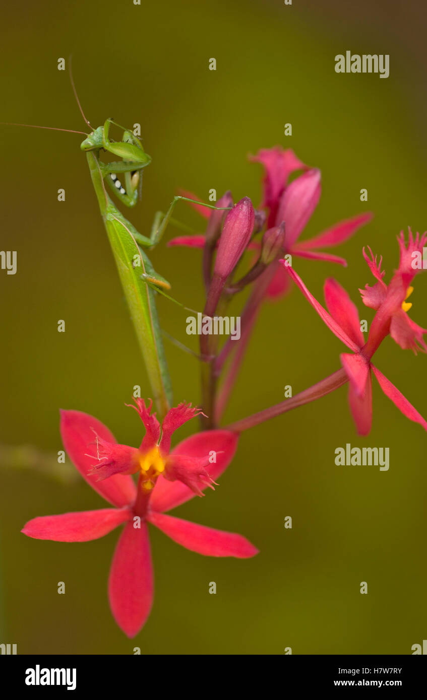 Praying Mantis (Mantis sp) on an Orchid, Madagascar Stock Photo - Alamy