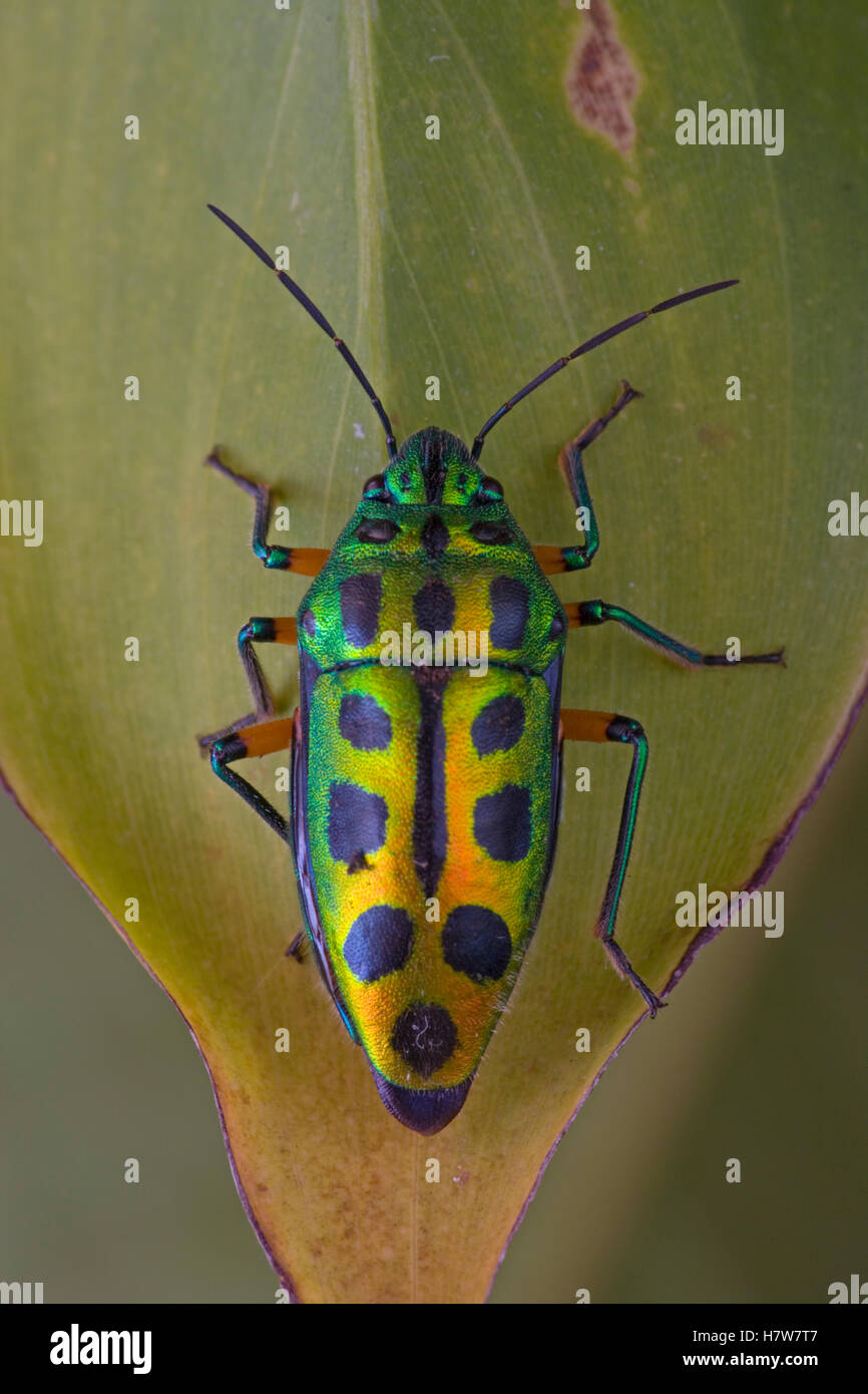 Shield Bug (Acanthosomatidae) on leaf, Guinea, West Africa Stock Photo - Alamy