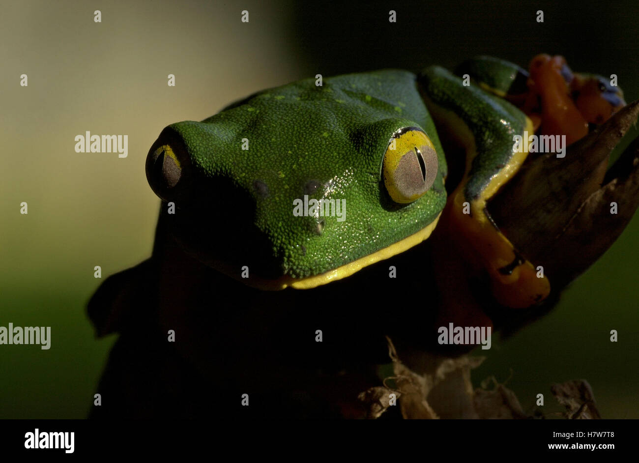 Splendid Leaf Frog (Agalychnis calcarifer) rarely seen species ...