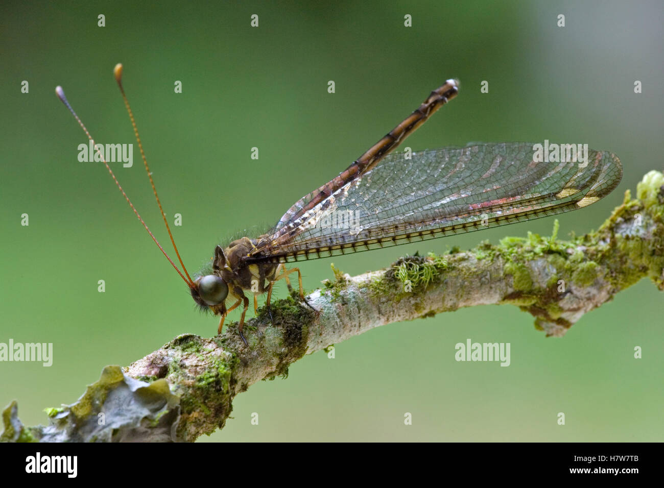 Owl Fly (Ascalaphidae) on mossy branch, Costa Rica Stock Photo - Alamy