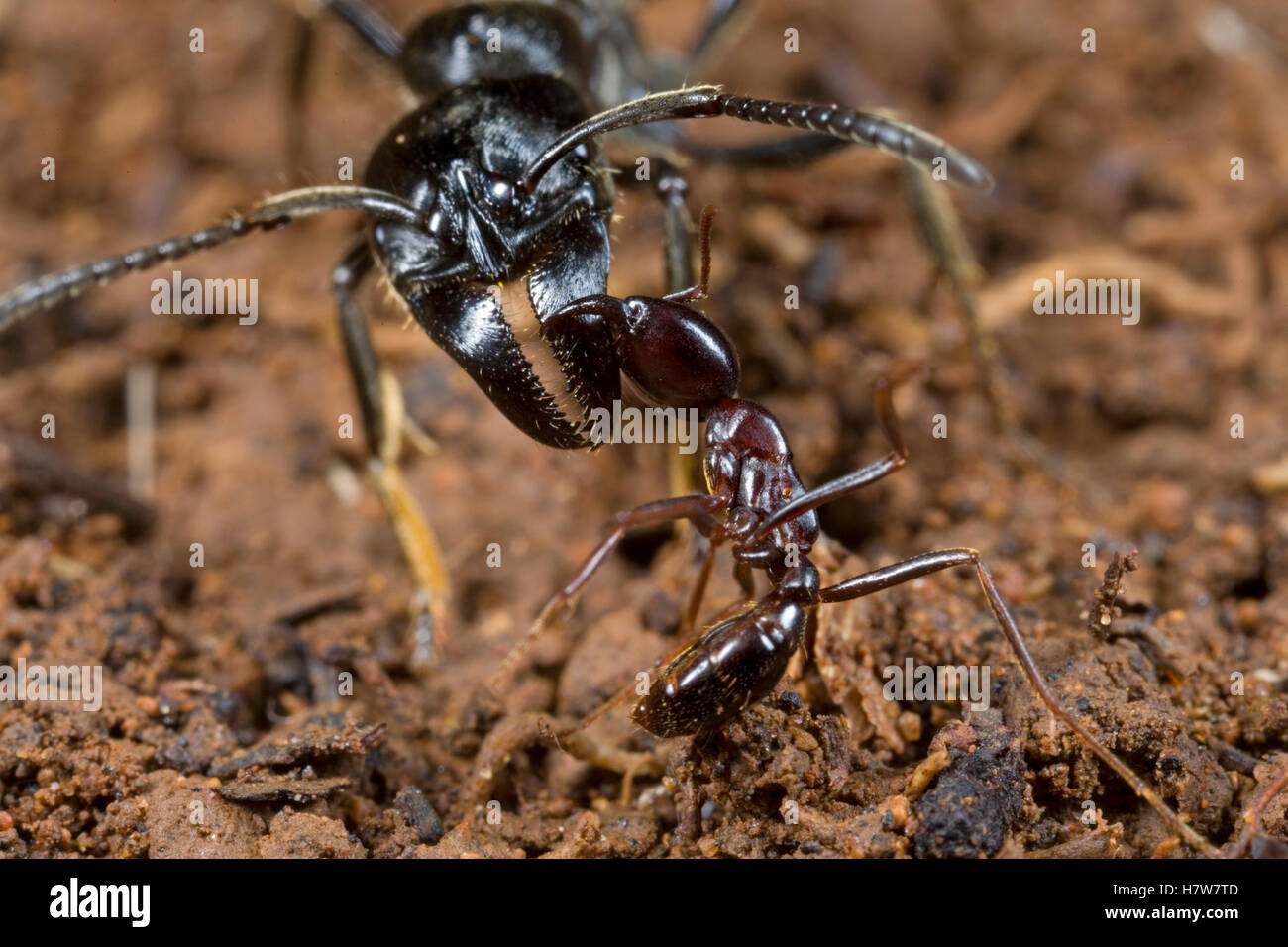 Safari Ant (Dorylus sp) attacking a much larger Matabele Ant ...