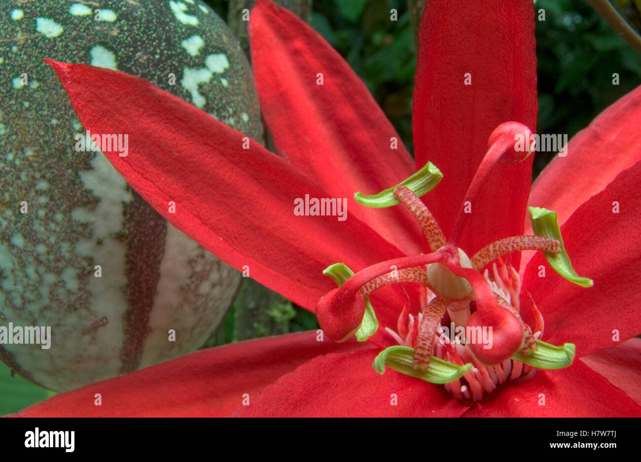 Passion Flower (Passiflora sp) blossom with fruit in the background ...