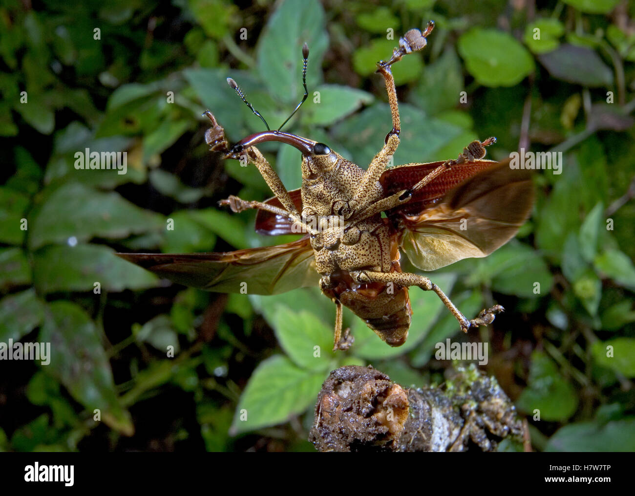 True Weevil (Curculionidae) flying, Costa Rica Stock Photo - Alamy