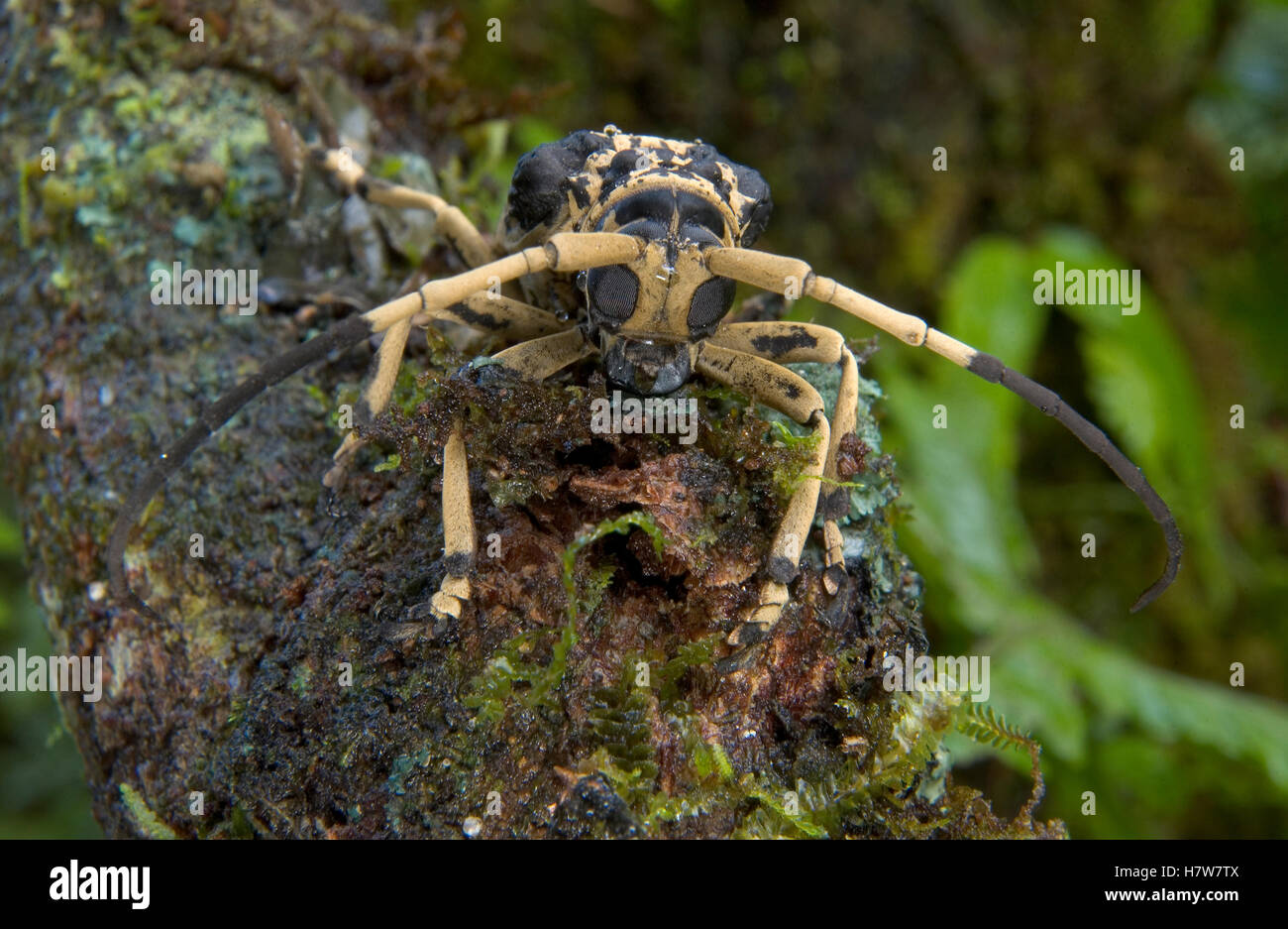 Longhorn Beetle (Cerambycidae) portrait on mossy log, Madagascar Stock ...