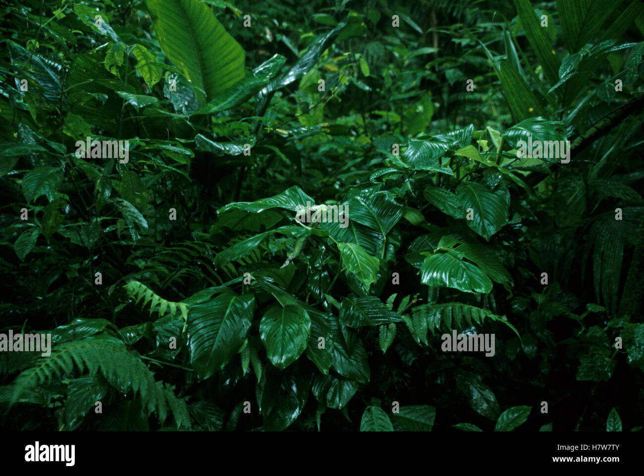 Wet rainforest leaves, Costa Rica Stock Photo - Alamy