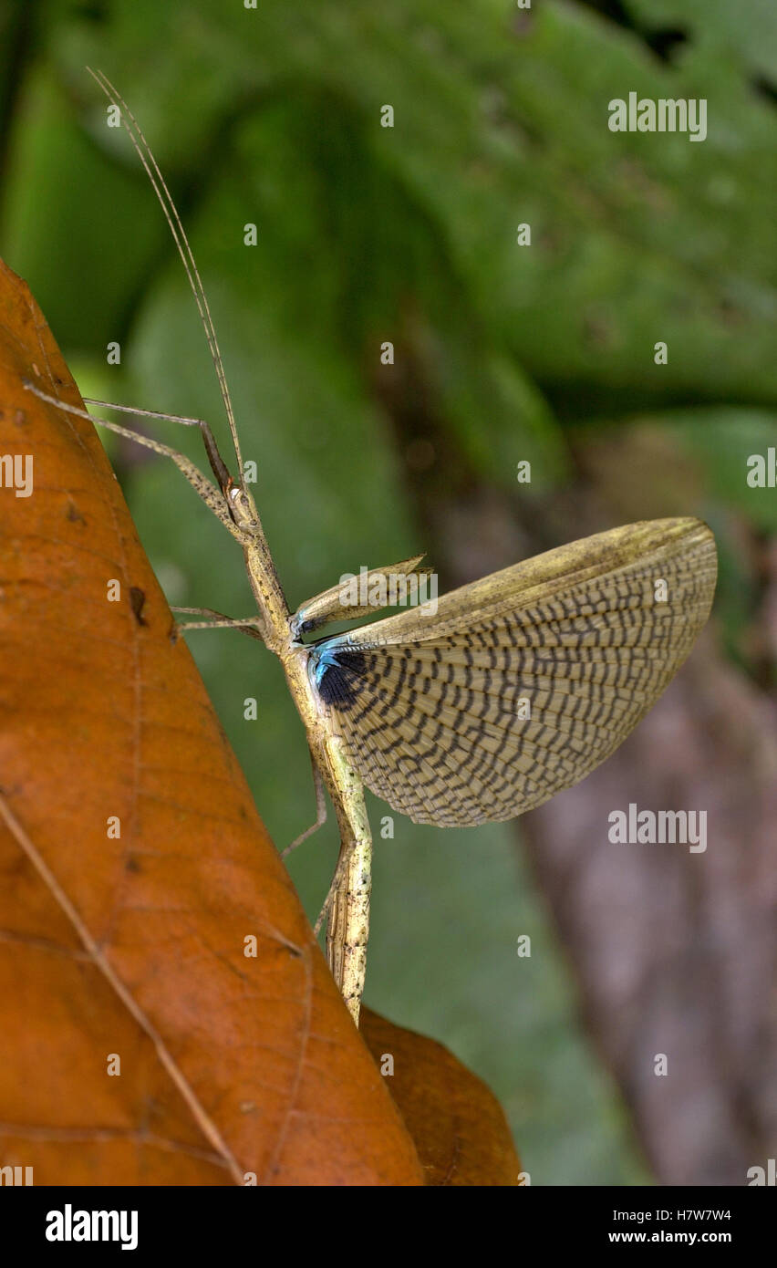 Costa Rican Walking Stick (Metriophasma diocles) showing dark false eye ...