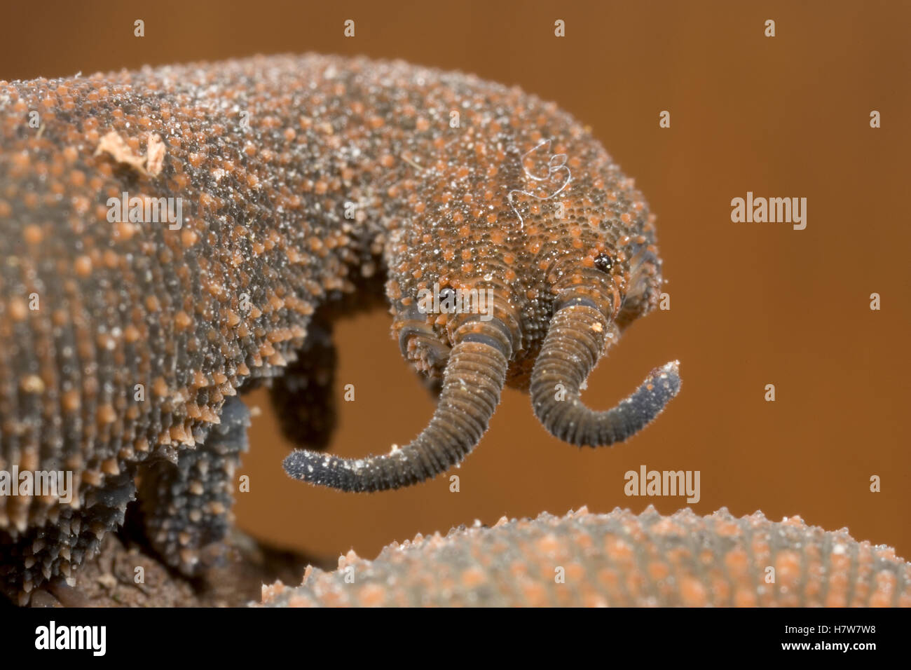 Velvet Worm, modern Velvet Worms appear to be remarkably similar to ...
